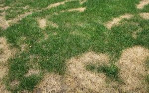 Overwatered lawn: Signs + How to fix overwatered lawn