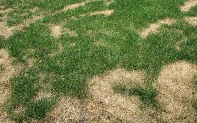 Overwatered lawn: Signs + How to fix overwatered lawn