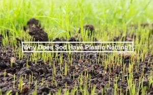 Why Does Sod Have Plastic Mesh?