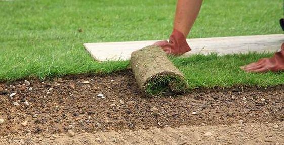 When Can You Walk On New Sod - Lawn Holic