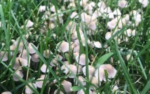 Overwatered lawn: Signs + How to fix overwatered lawn