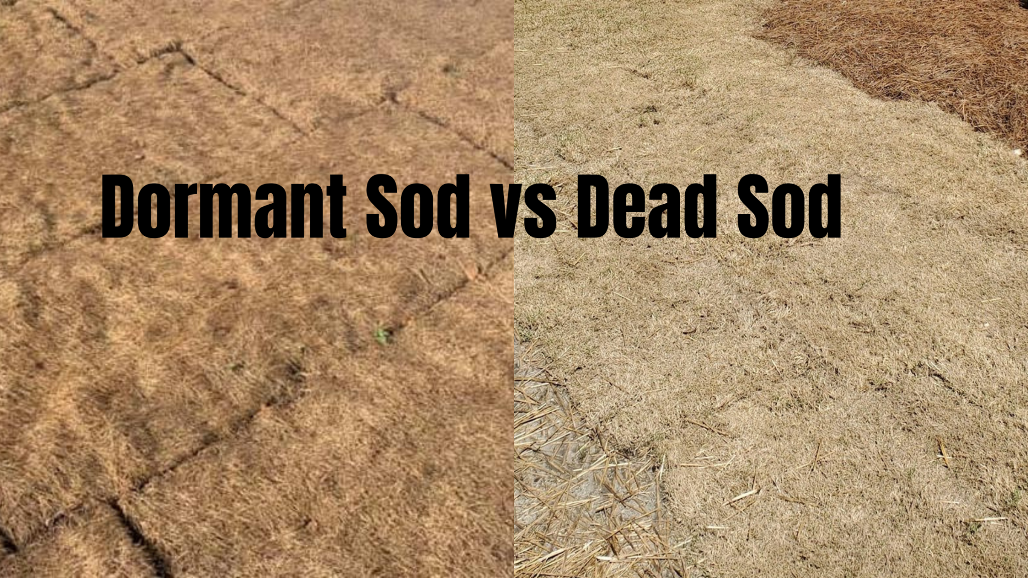Is My Grass Dead or Dormant? { How to tell the difference} - Lawn Holic