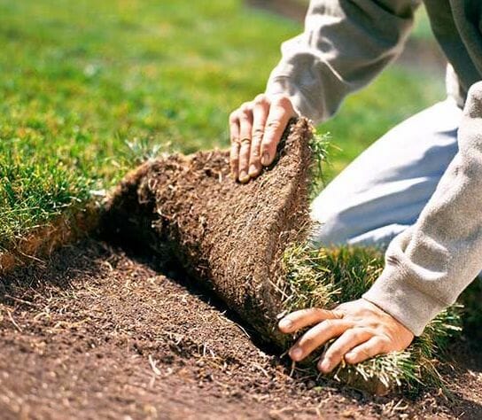 New Sod Not Taking Root: 8 Common Causes And How to Fix