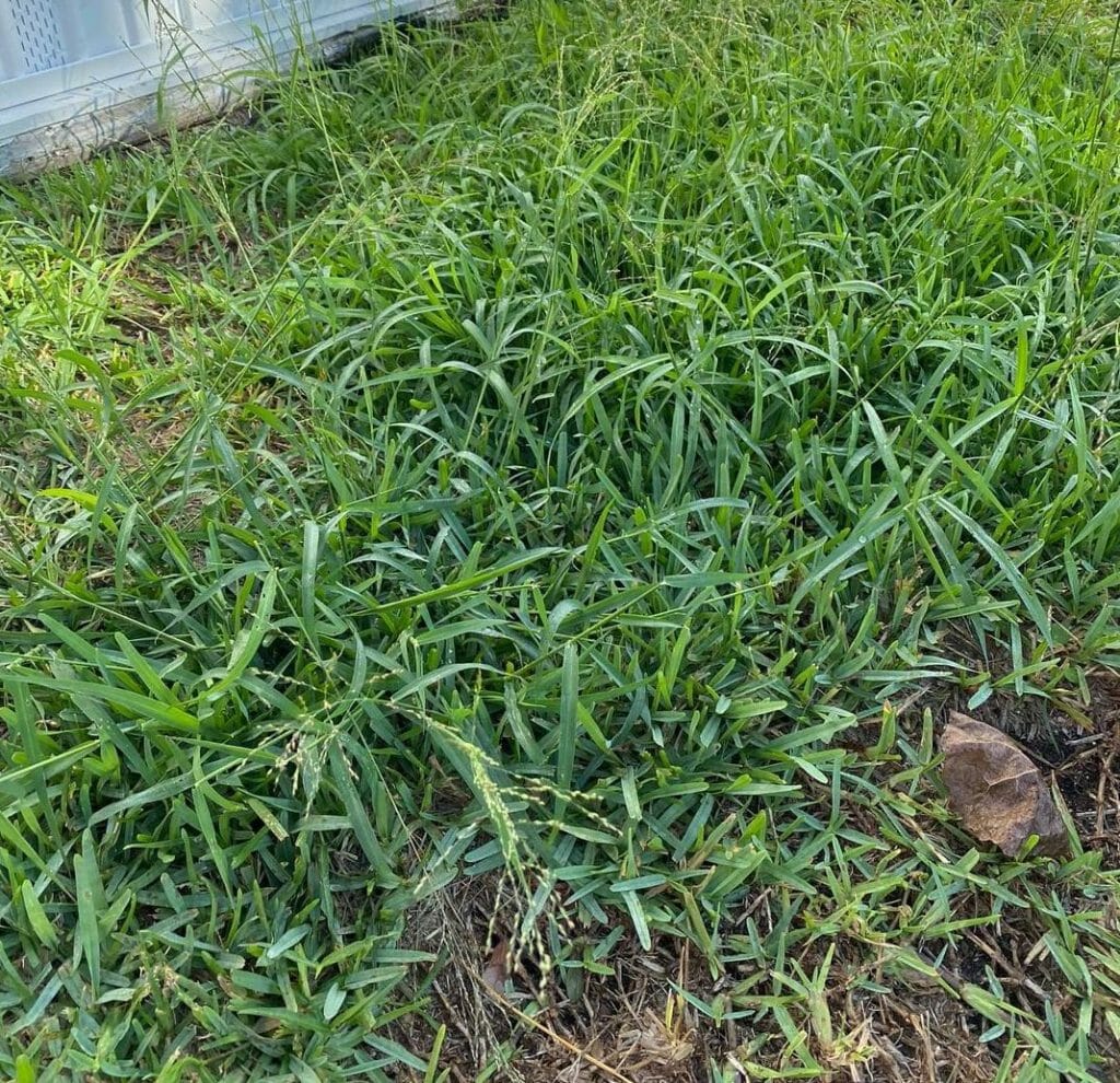 15 Common Weeds that Look Like Grass in Your Lawn (With Pictures)