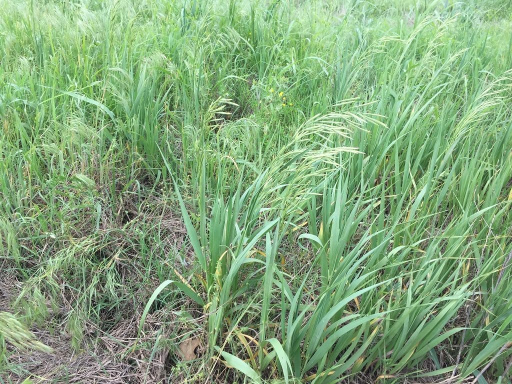 15 Common Weeds that Look Like Grass in Your Lawn (With Pictures)