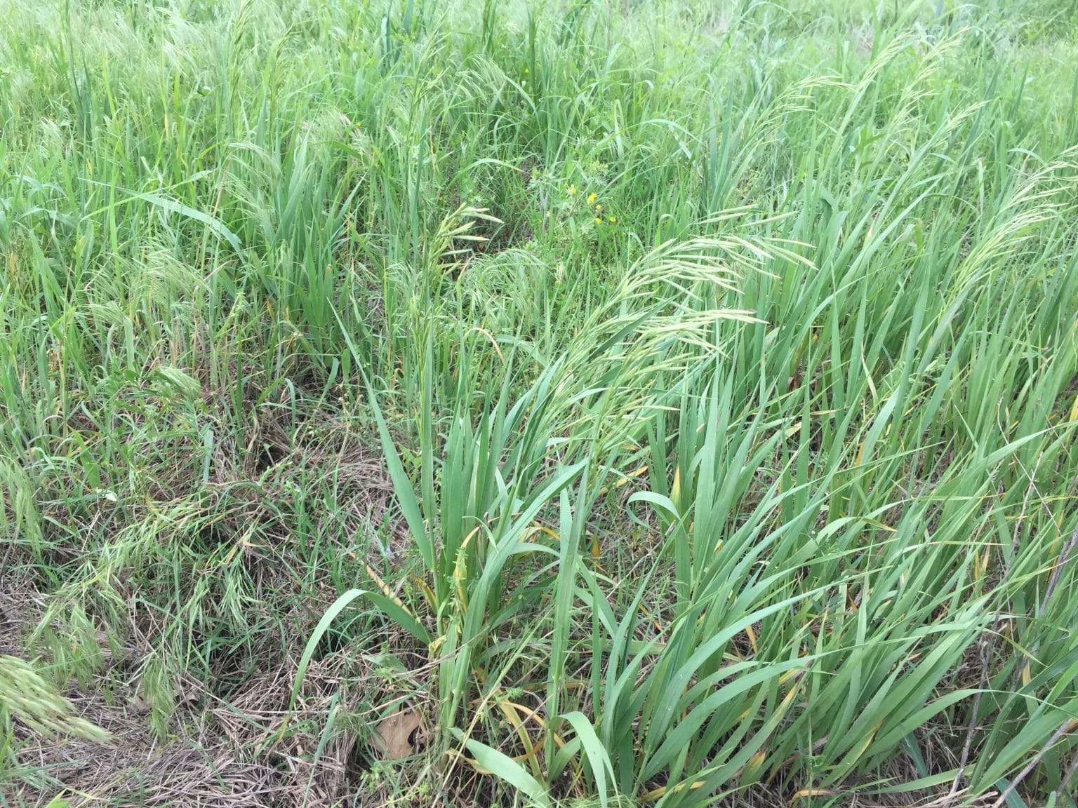 15 Common Weeds that Look Like Grass in Your Lawn (With Pictures)