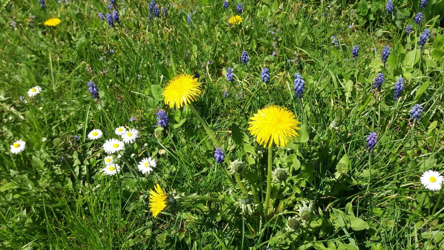 How To Permanently Kill Weeds And Grass with Homemade Weed Killer