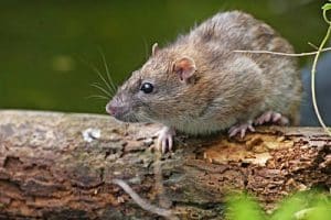 Best Ways to Get Rid of Rats in Yard Without Harming Pets - Lawn Holic