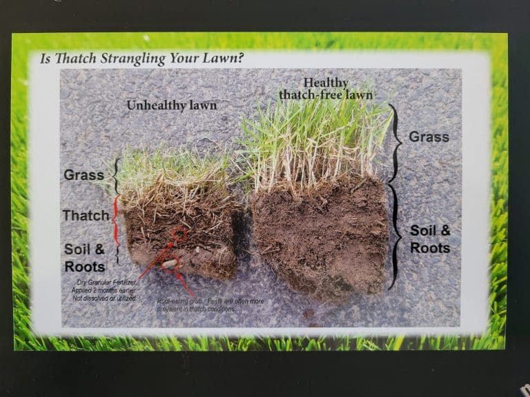 Pros and Cons of Dethatching Your Lawn