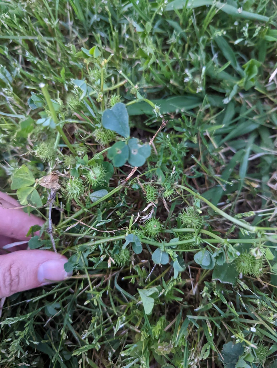 How To Get Rid Of Stickers In Your Yard (10 Effective Ways)