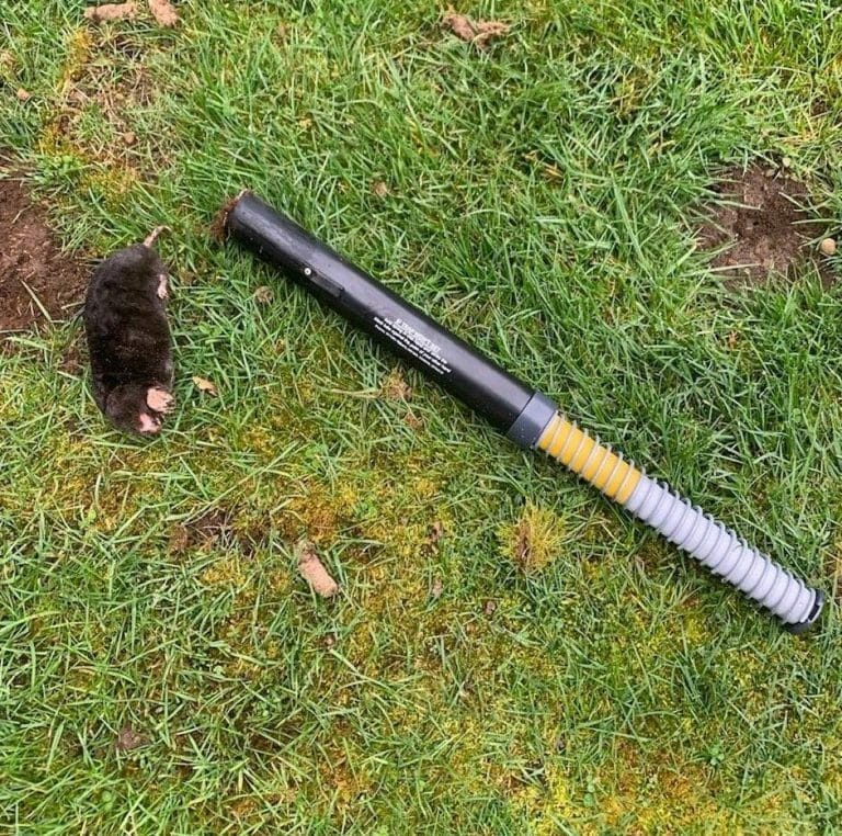 The Best Mole Traps 2025