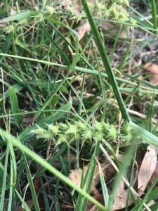 How To Get Rid Of Stickers In Your Yard {10 Effective Ways}