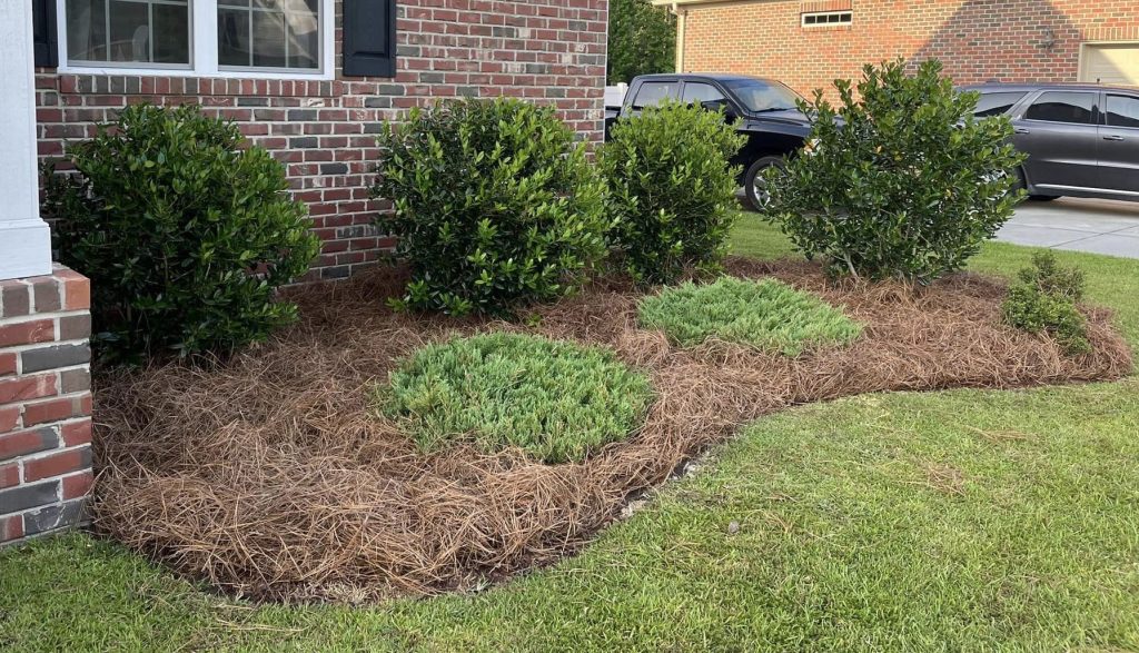 26 Best Foundation Plants For The Front Of Your House