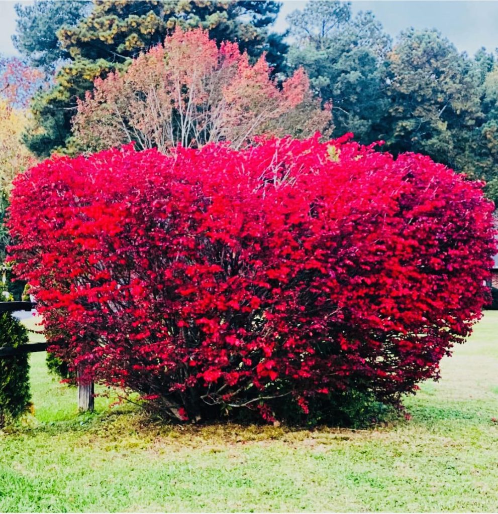 26 Best Foundation Plants For The Front Of Your House