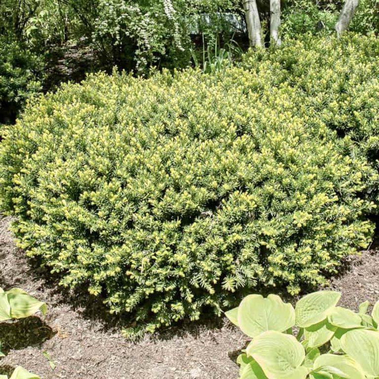 26 Best Foundation Plants For The Front Of Your House