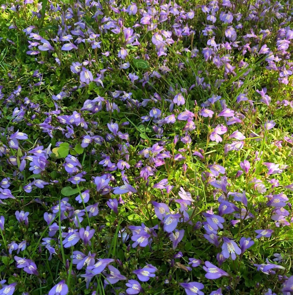 6 Creeping Charlie Look Alikes (With Pictures)