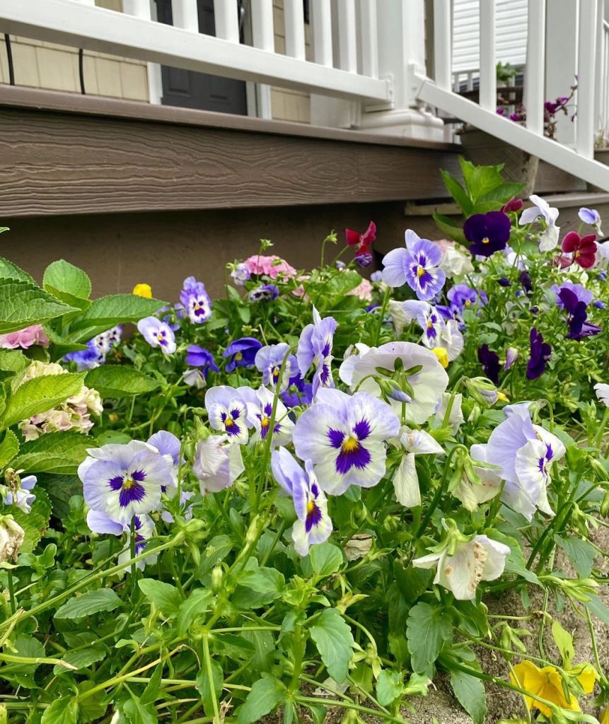 26 Best Foundation Plants For The Front Of Your House