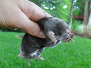 How to Get Rid of Moles in the Yard And Garden