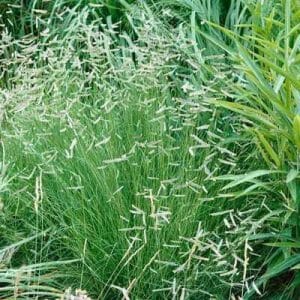15 Best Tall Ornamental Grasses for Privacy