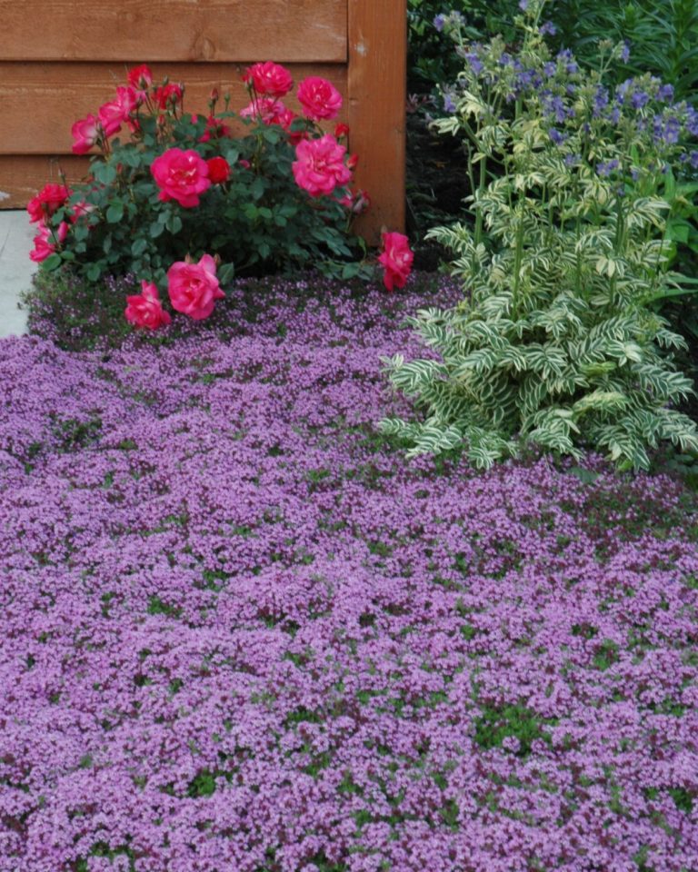 Creeping Thyme Lawn (Pros and Cons and How to Plant)