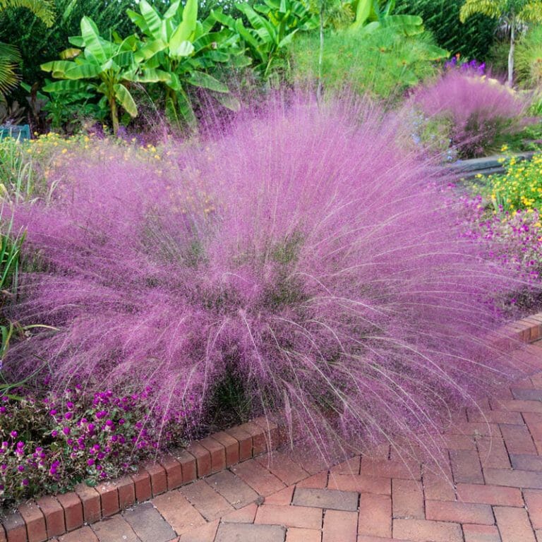15 Best Ornamental Grasses For Shade