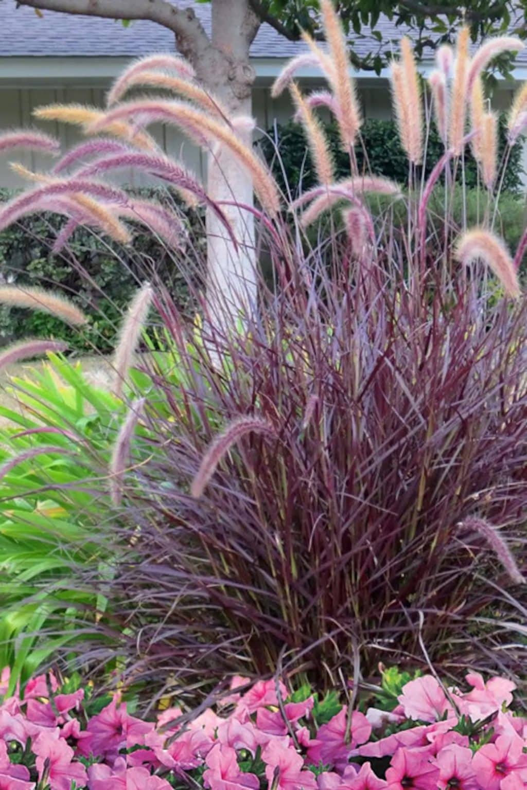 15 Best Tall Ornamental Grasses for Privacy