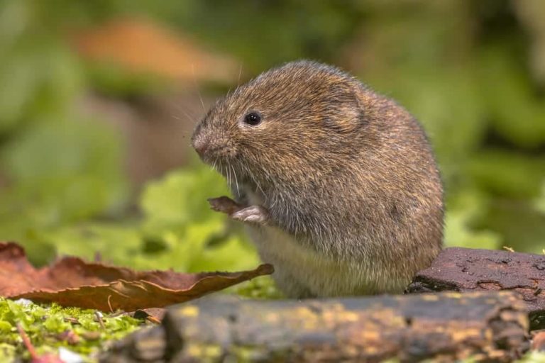 How To Get Rid Of Voles In Your Yard