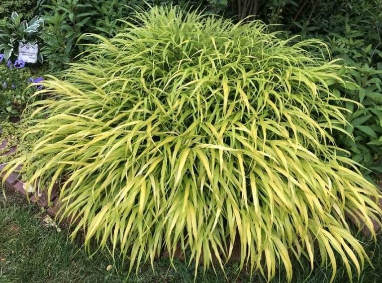 15 Best Ornamental Grasses For Shade