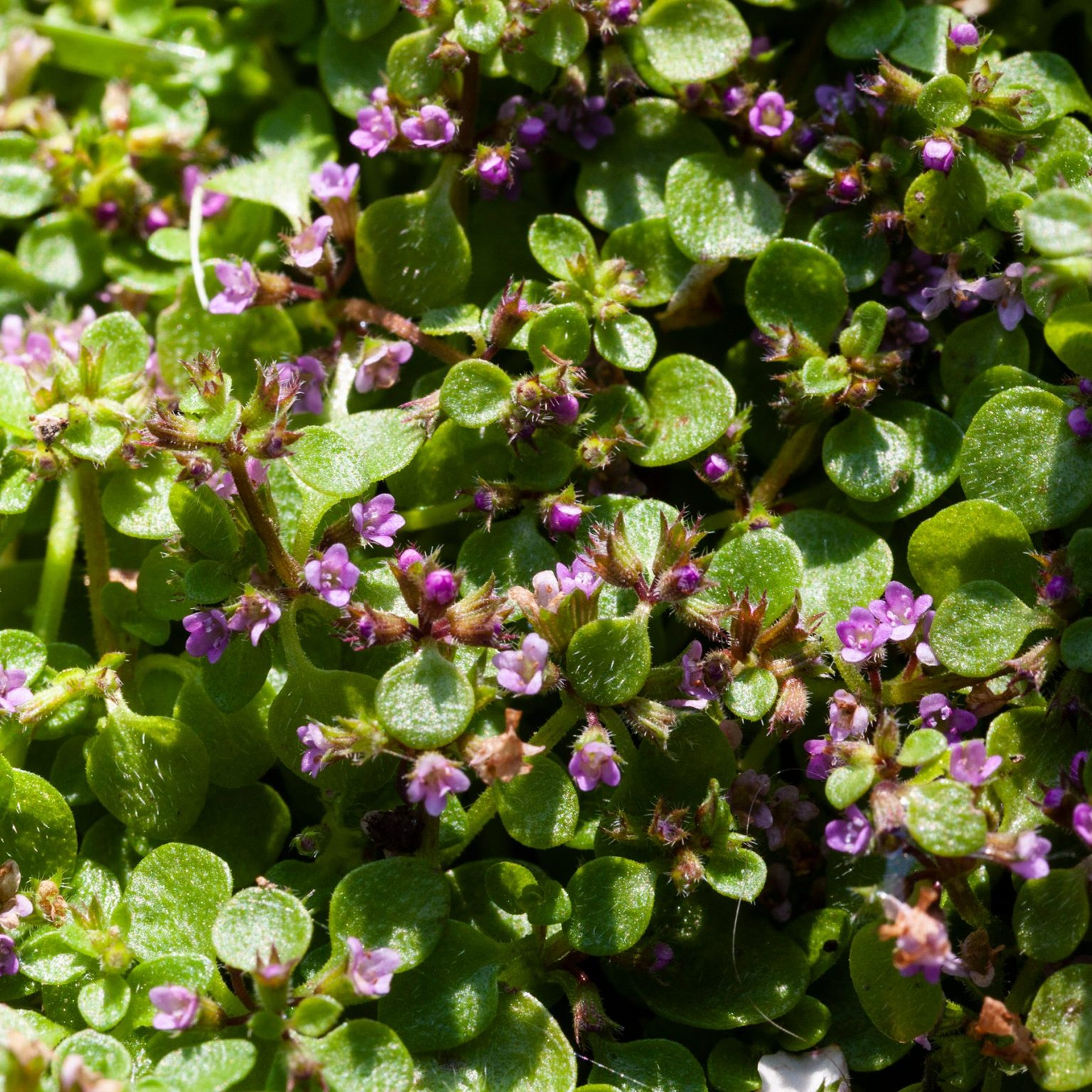 Corsican Mint Lawn (Pros And Cons)