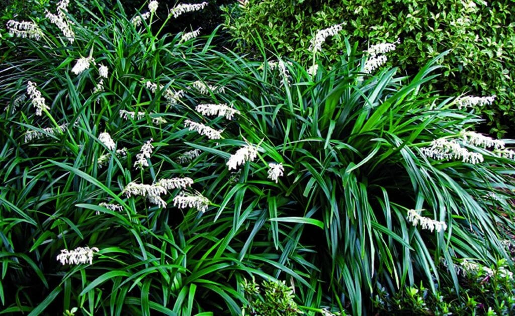 15 Best Ornamental Grasses For Shade