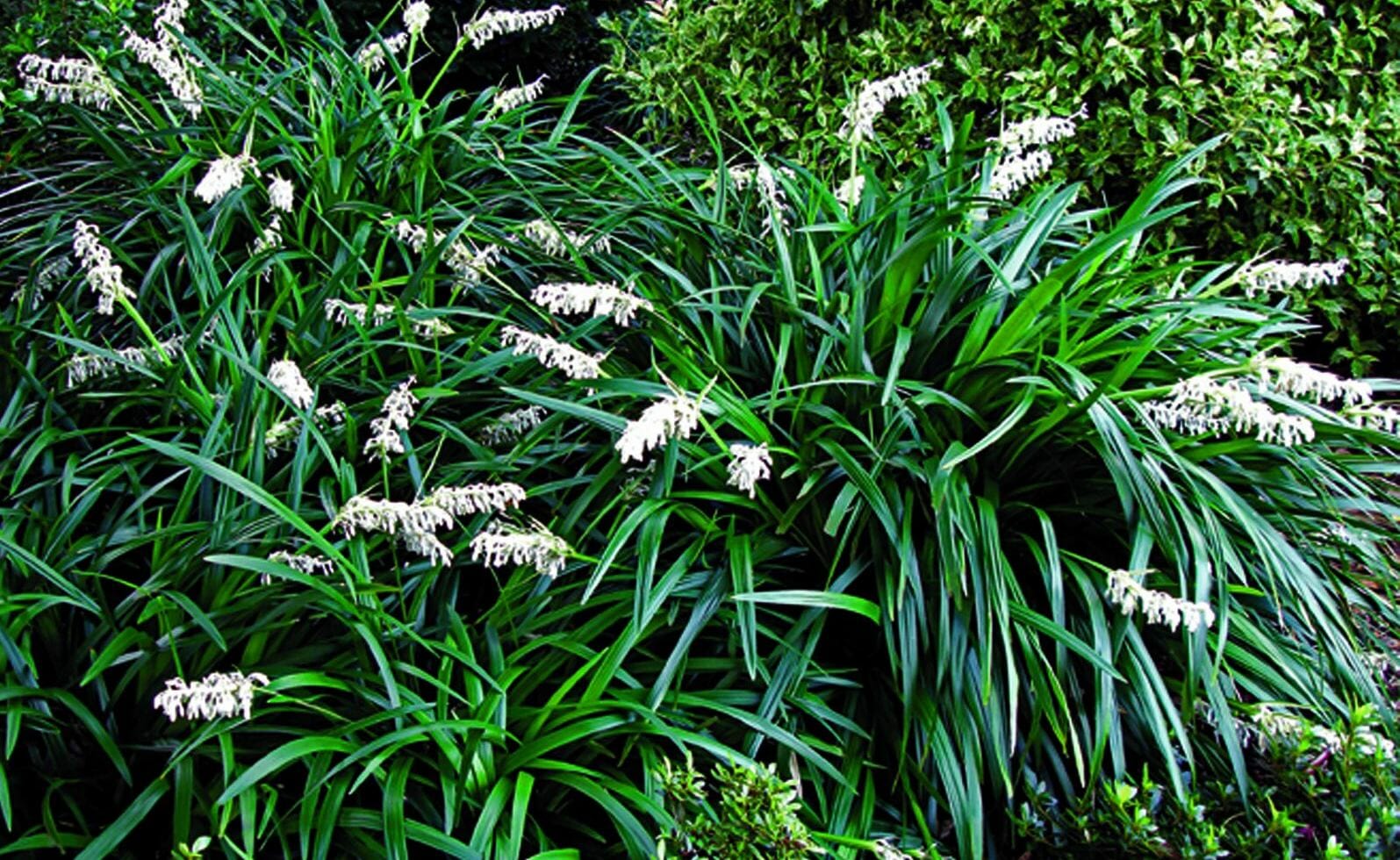 15 Best Ornamental Grasses For Shade