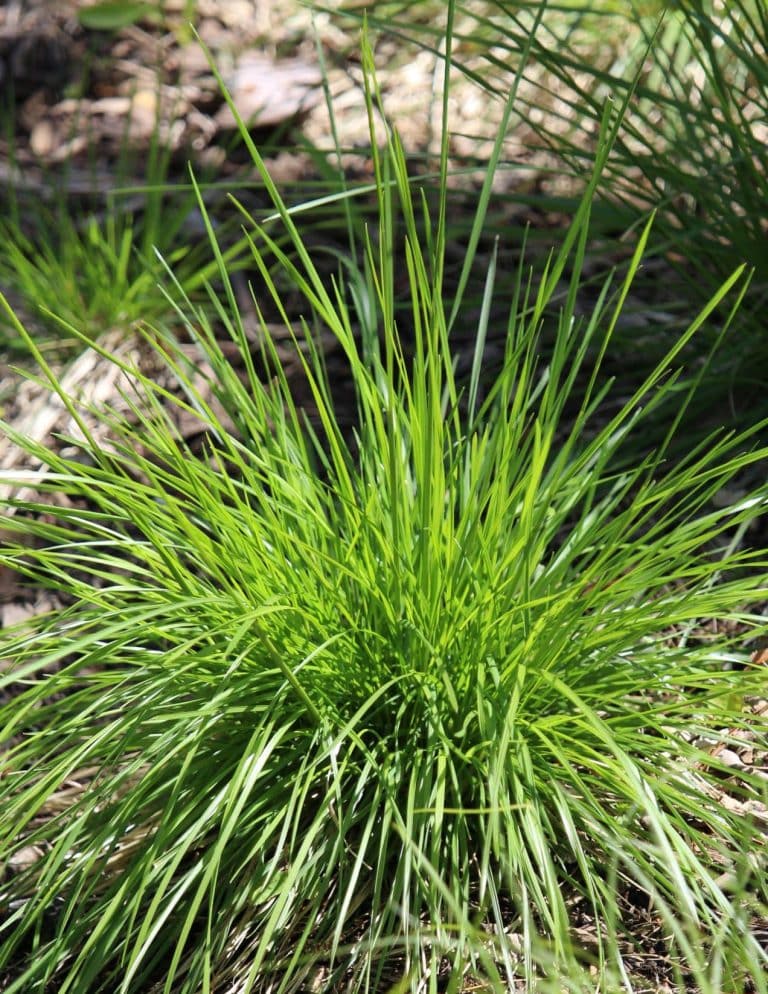 15 Best Ornamental Grasses For Shade