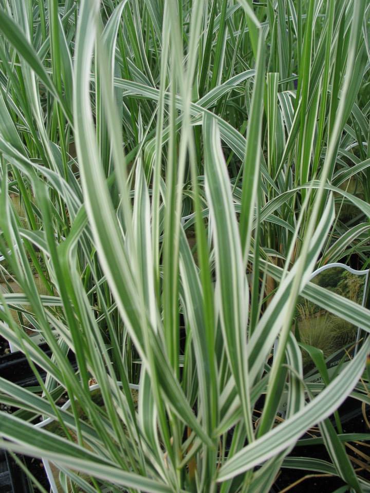 15 Best Ornamental Grasses For Shade