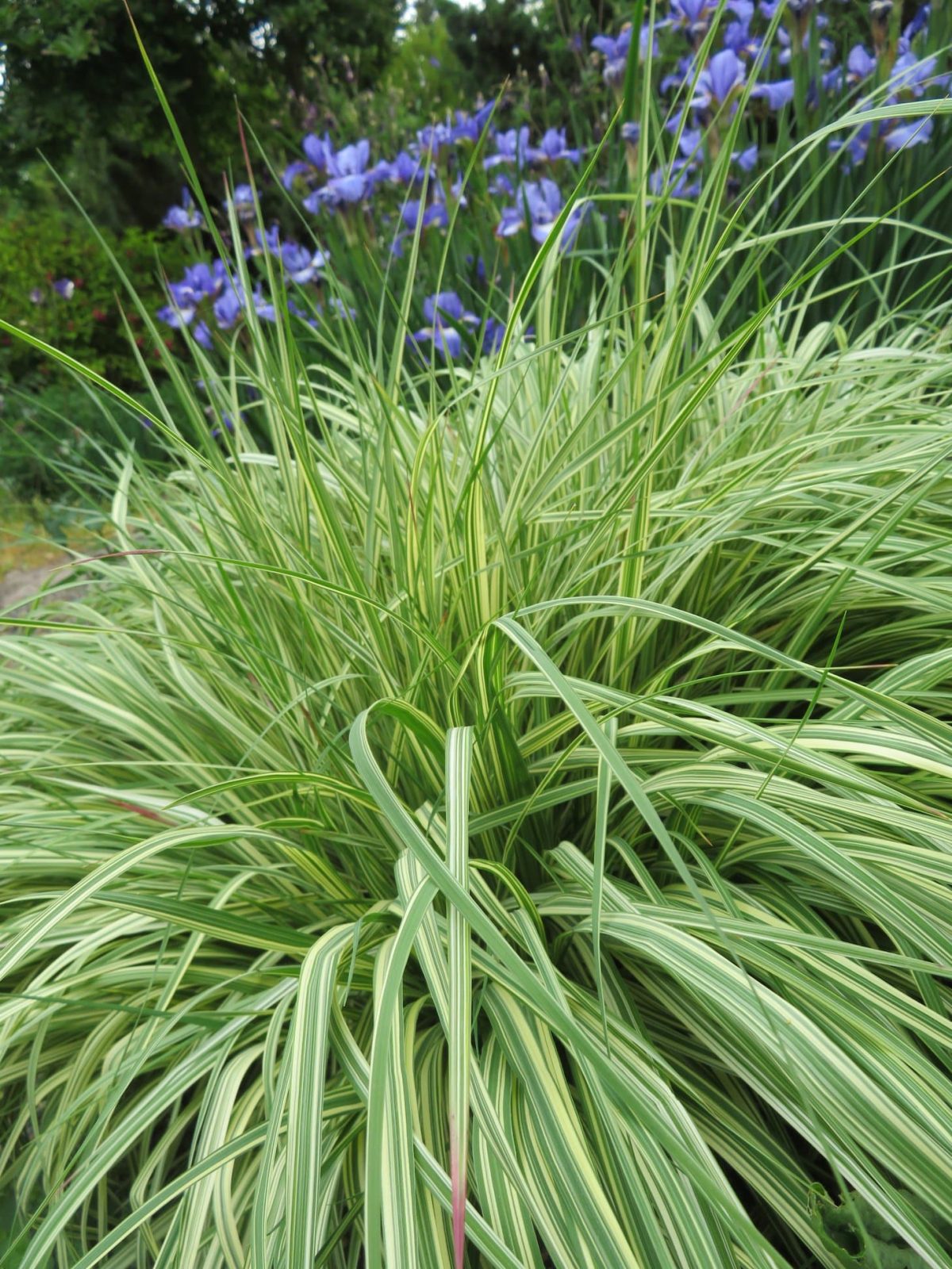 15 Best Ornamental Grasses For Shade