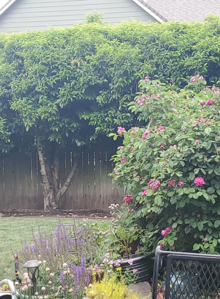 17 Cheap Ways To Block Neighbors View Of Your Yard