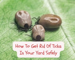 How To Get Rid Of Ticks In Your Yard Safely