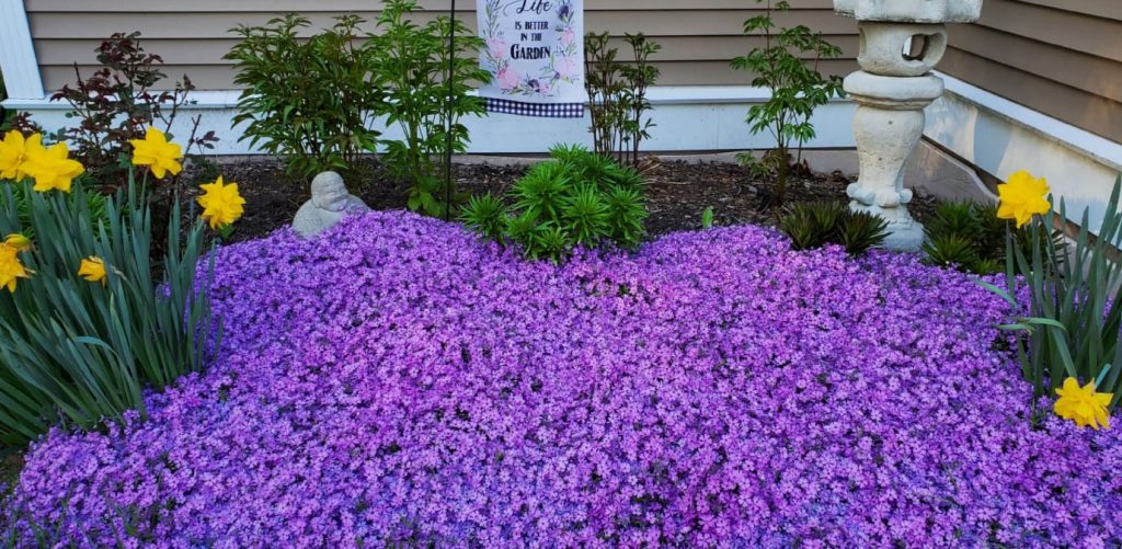 Creeping Phlox Lawn: A Low Maintenance Ground Cover