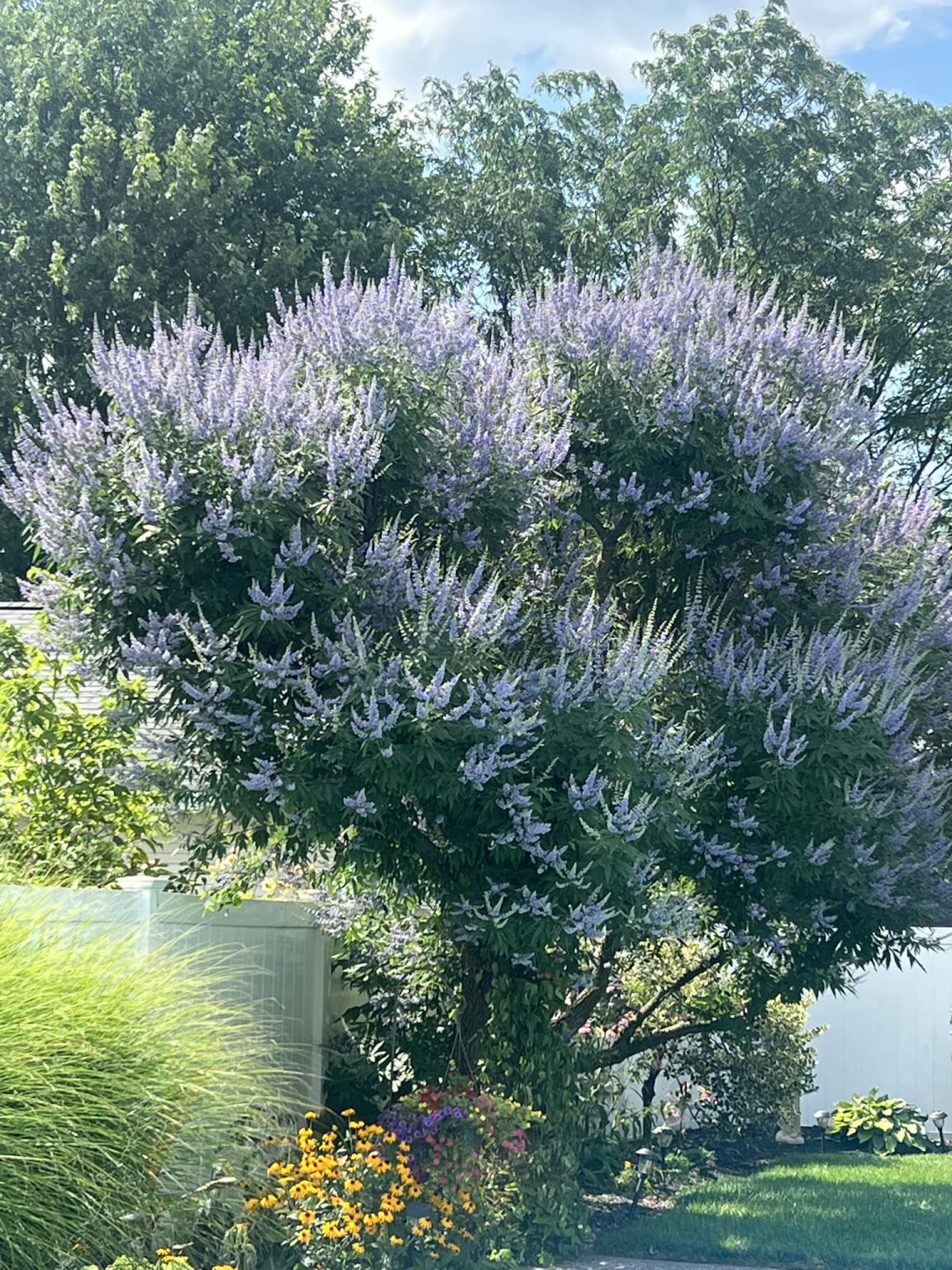 13 Small Trees With Non-Invasive Roots For Front Yard Or Backyard