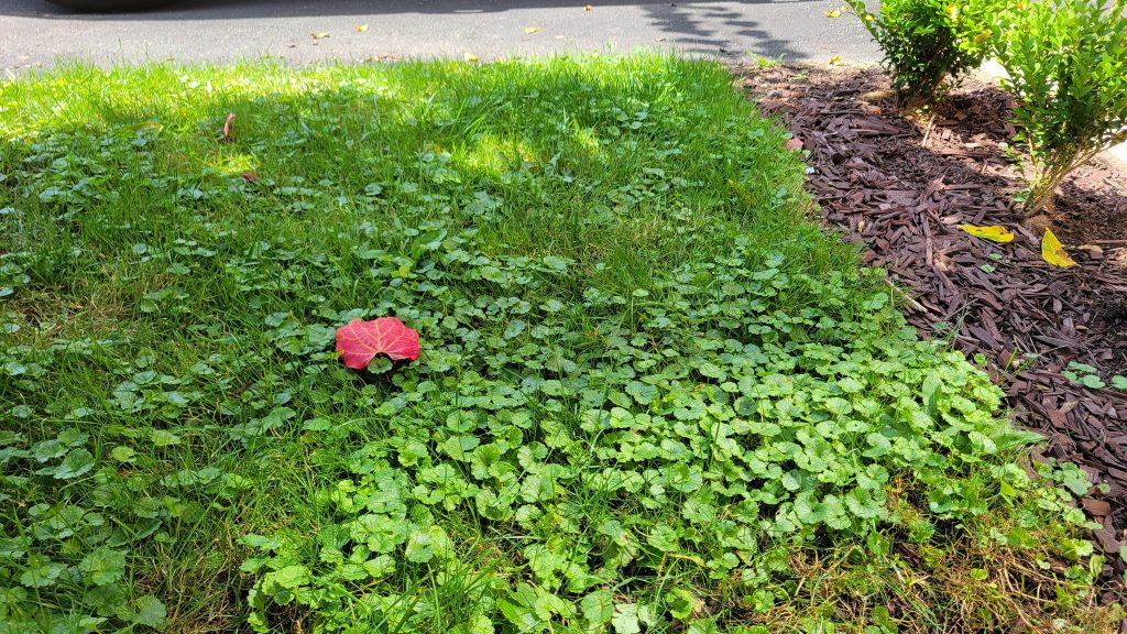 How to Get Rid of Creeping Charlie in Lawn and Garden