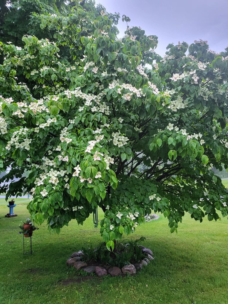 12 Small Trees With Non-Invasive Roots For Front Yard Or Backyard