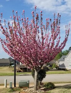 12 Small Trees With Non-Invasive Roots For Front Yard