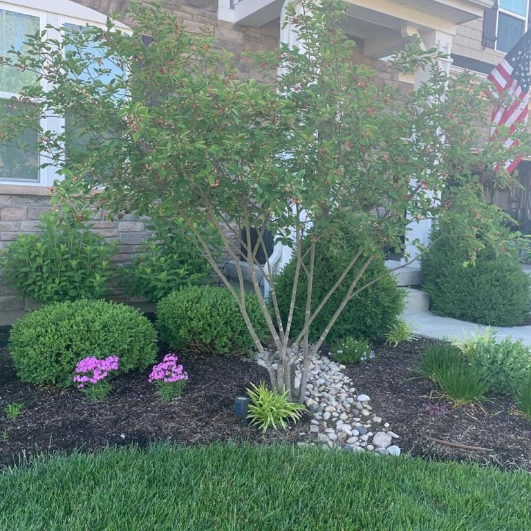 13 Small Trees With Non-Invasive Roots For Front Yard Or Backyard