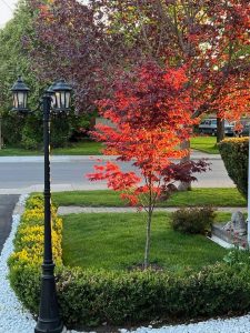 13 Small Trees With Non-Invasive Roots For Front Yard Or Backyard