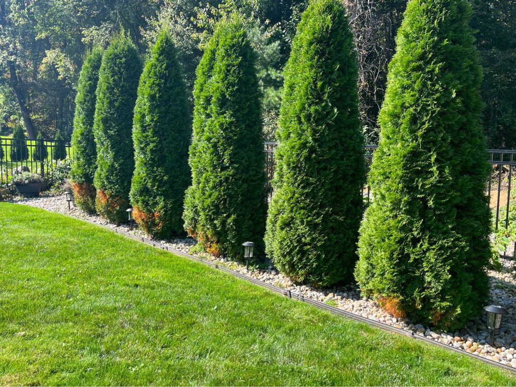 20 Fast Growing Shrubs and Bushes To Create Privacy