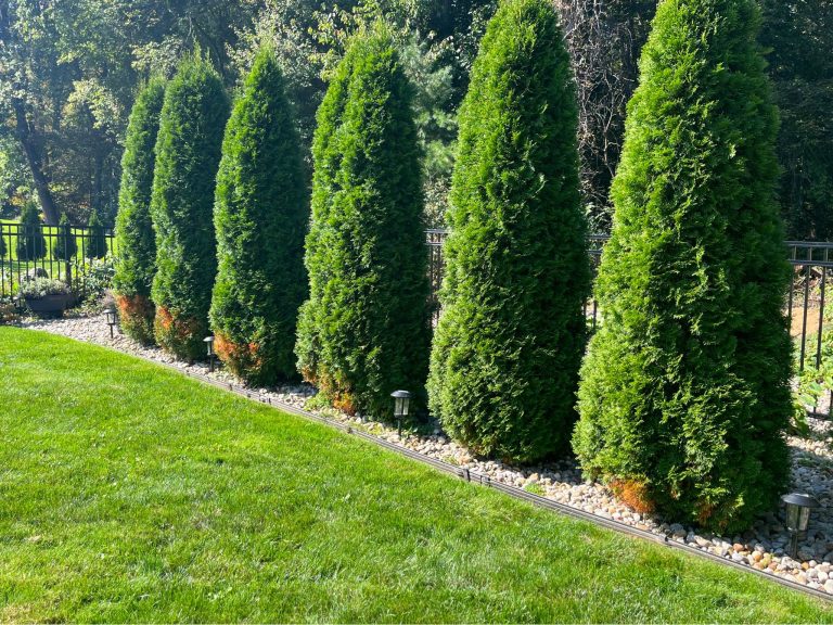 20 Fast Growing Shrubs and Bushes To Create Privacy