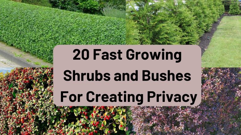 20 Fast Growing Shrubs and Bushes To Create Privacy