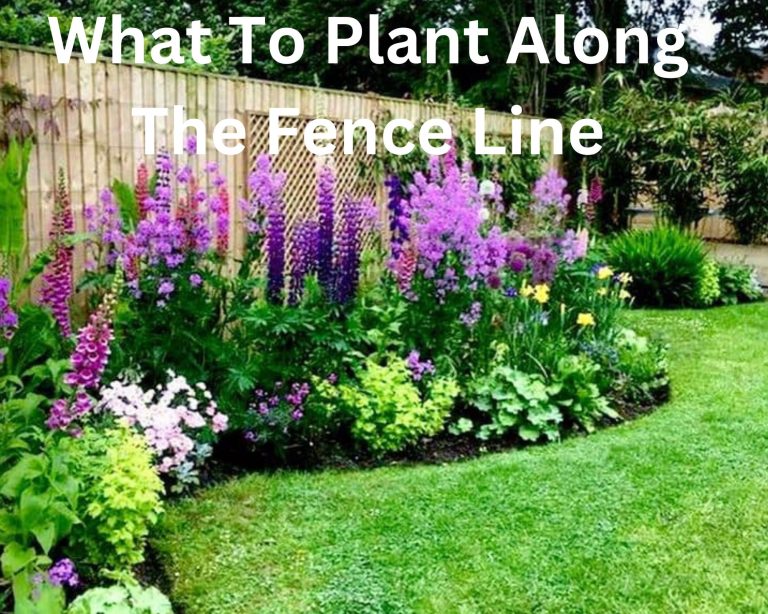 What To Plant Along The Fence Line: 15 Excellent Choices