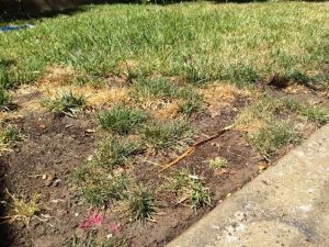 How To Overseed A Lawn