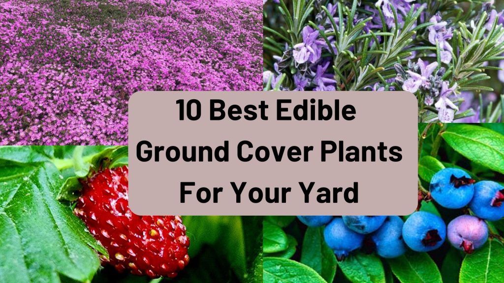 10 Best Edible Ground Cover Plants For Your Yard