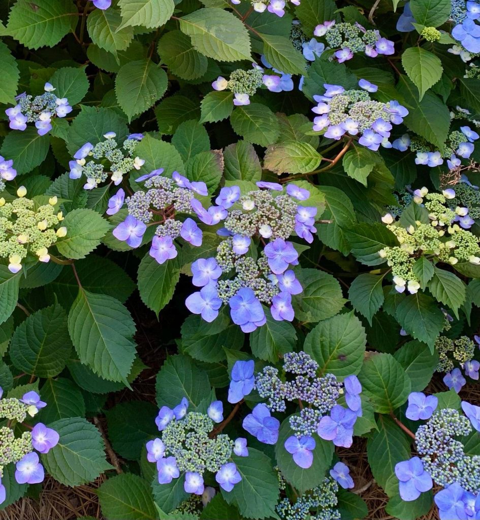How And When To Fertilize Hydrangeas For Bigger Blooms
